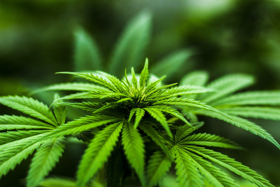 What is THC (Tetrahydrocannabinol)? – Mission C